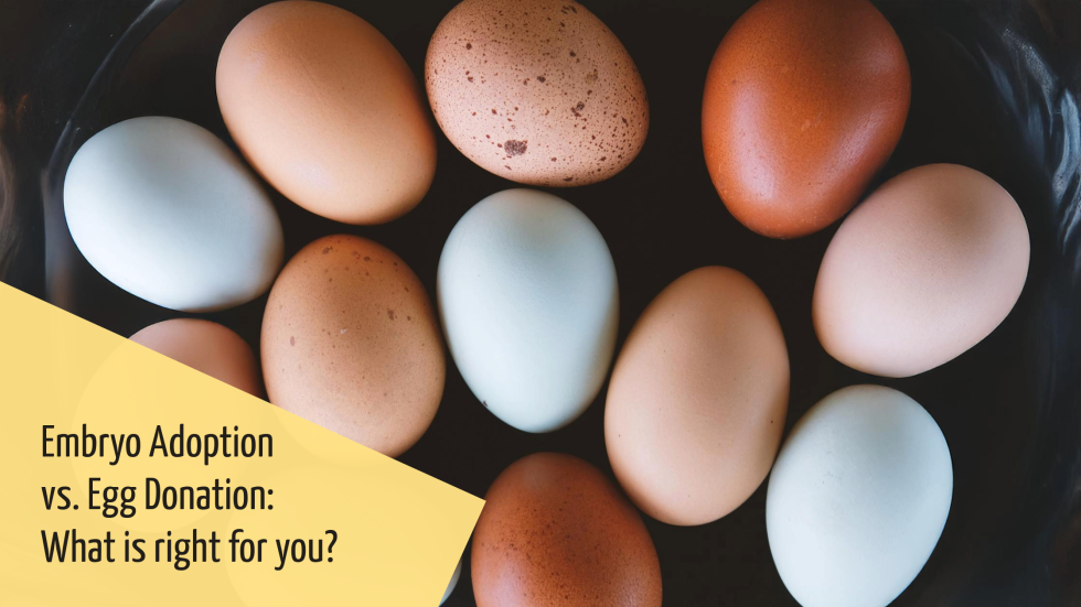 Embryo Adoption vs. Egg Donation: What is Right for You? - Embryo ...